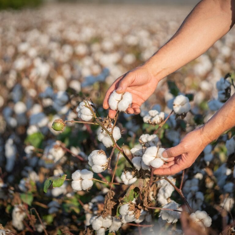"Where in the World Is Cotton Grown? Global Trends Explained"