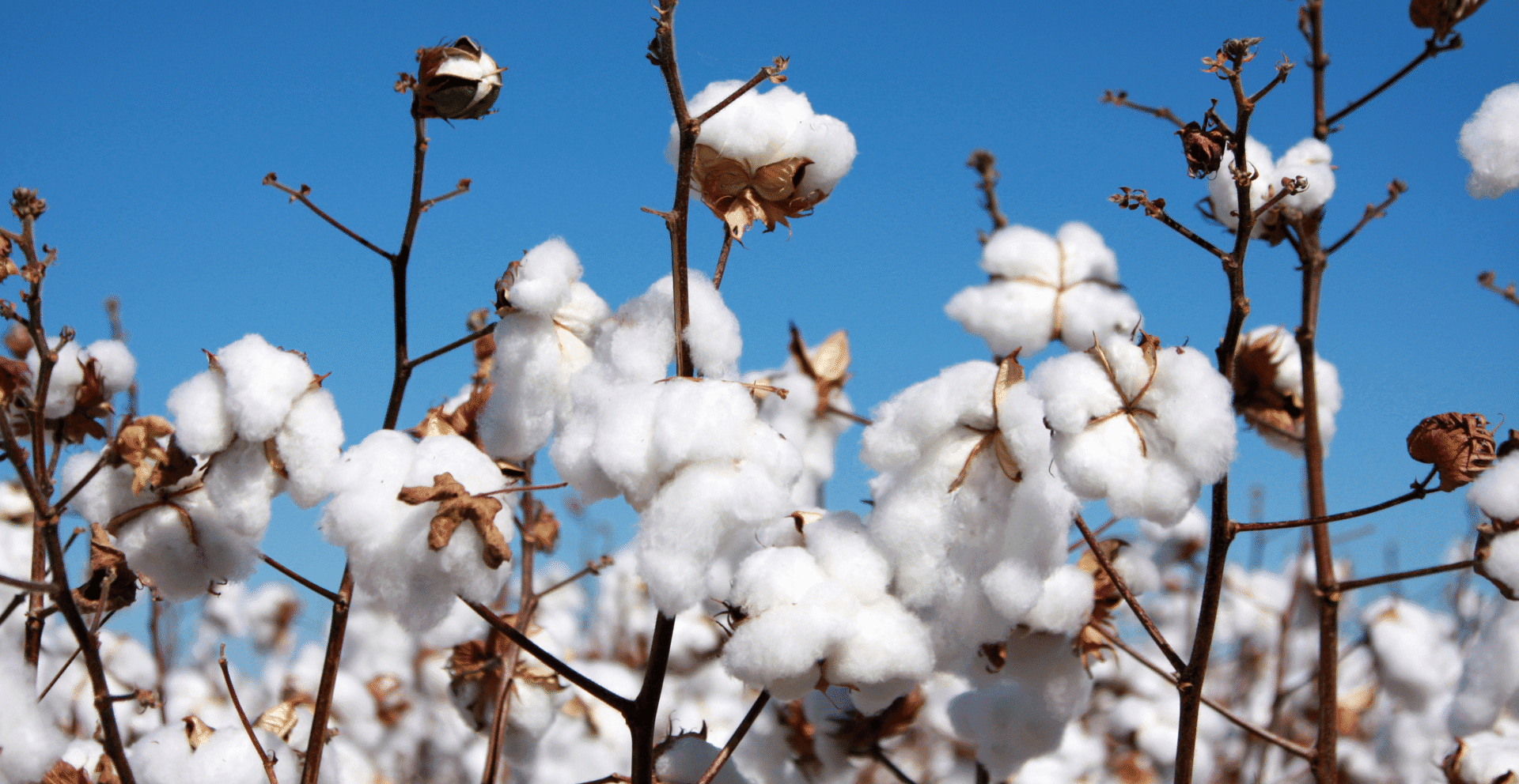 Cotton into Fabric: A Step-by-Step Process Guide