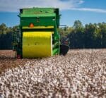 How Cotton Is Formed: A Fascinating Journey from Seed to Fiber
