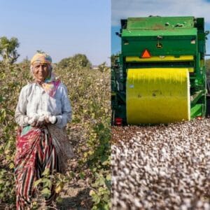 How Is Cotton Produced? A Step-by-Step Guide to Softest Fabric