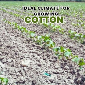 How Is Cotton Fabric Made? The Process from Start to End