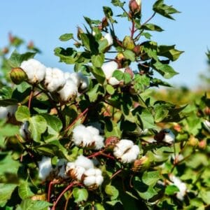 How Is Cotton Produced? A Step-by-Step Guide to Softest Fabric