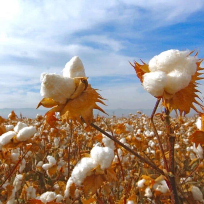 Different Types of Cotton: Discover the Best Cotton for Every Use